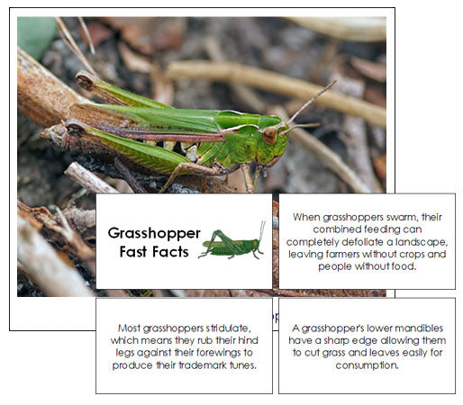 Grasshopper Fast Fact Cards - Montessori Print Shop