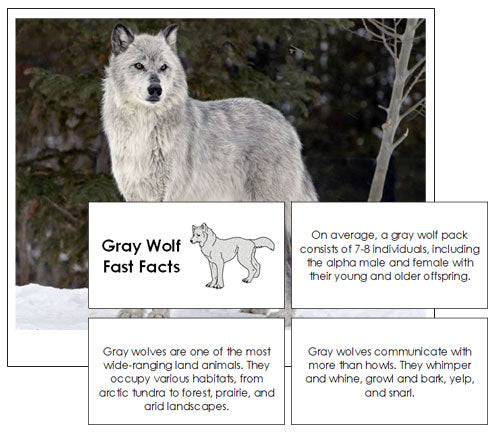 Gray Wolf Fast Fact Cards - Montessori Print Shop