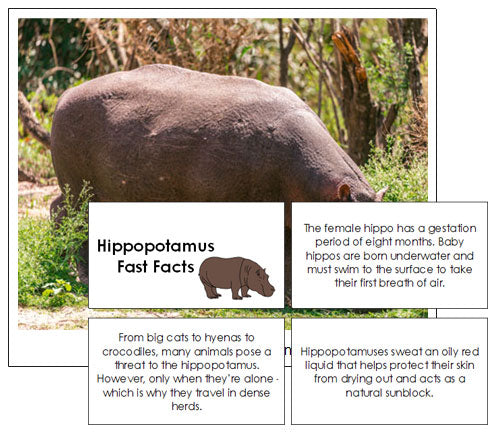 Hippopotamus Fast Fact Cards - Montessori Print Shop