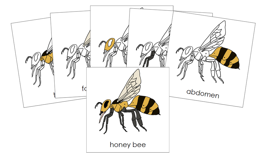 Honey Bee Nomenclature Cards - Montessori Print Shop