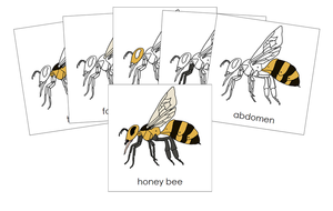 Honey Bee Nomenclature Cards - Montessori Print Shop