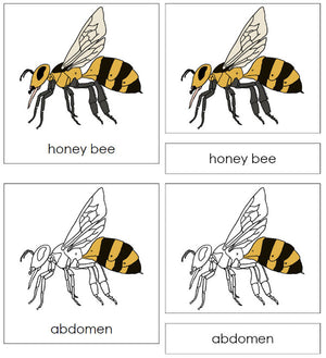 Honey Bee Nomenclature Cards by Montessori Print Shop