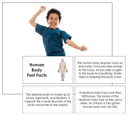 Human Body Fast Fact Cards - Montessori Print Shop