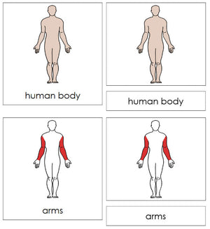 Human Body Nomenclature Cards (red) by Montessori Print Shop