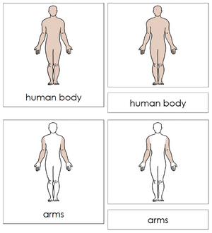 Parts of a Human Body Nomenclature Cards - Montessori Digital Download ...