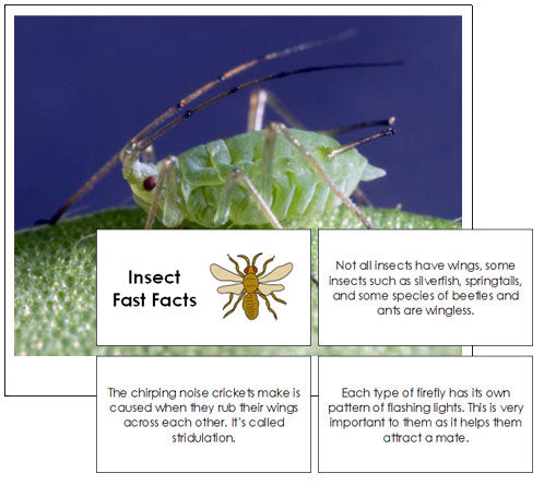 Insect Fast Fact Cards - Montessori Print Shop