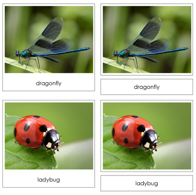 Insects Safari Toob Cards - Montessori Print Shop Digital Download