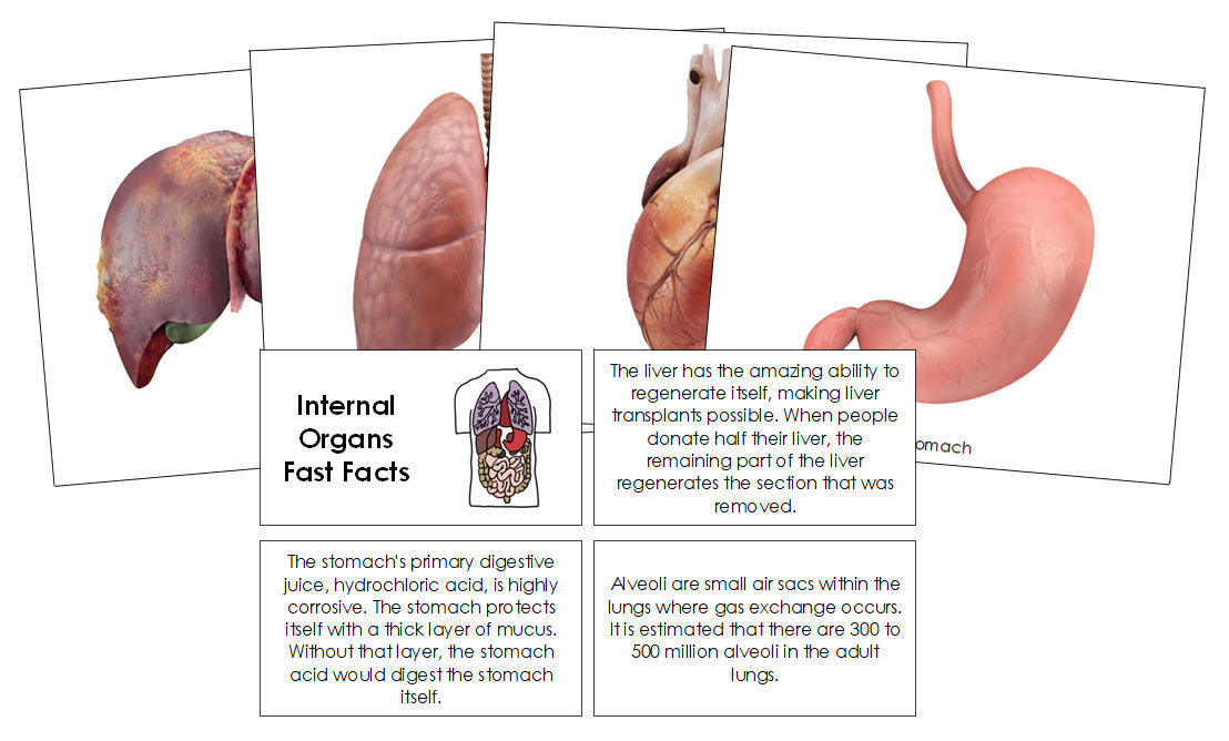 Human Internal Organs Fast Facts & Pictures - Montessori Print Shop ...