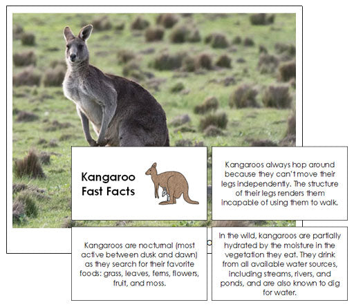Kangaroo Fast Fact Cards - Montessori Print Shop