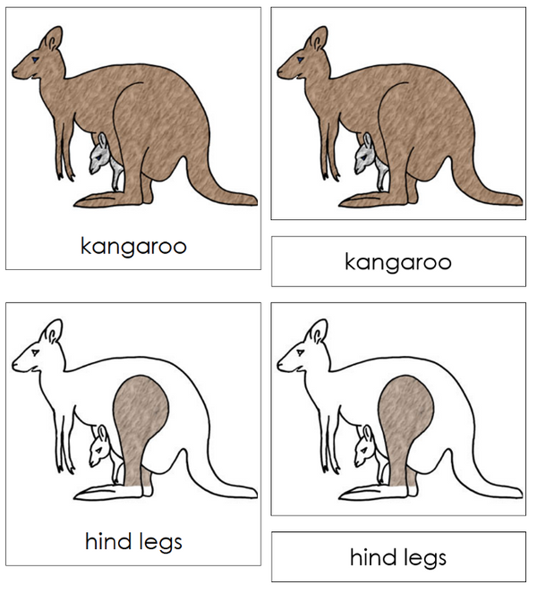 Parts of a Kangaroo Nomenclature Cards - Montessori Digital Download ...