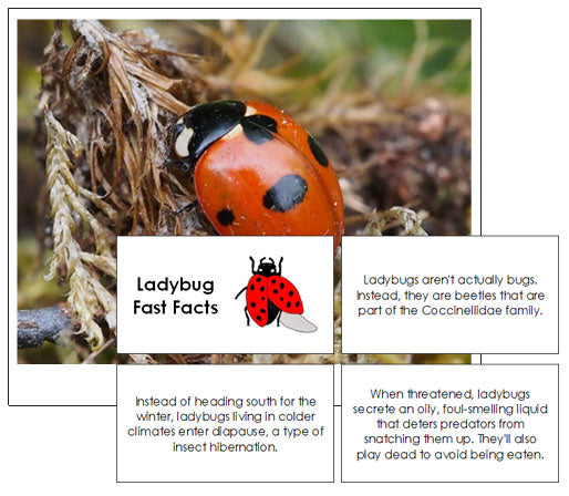 Ladybug Fast Fact Cards - Montessori Print Shop