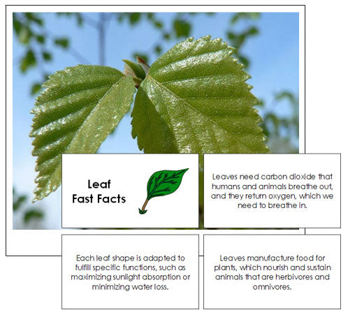 Leaf Fast Fact Cards - Montessori Print Shop