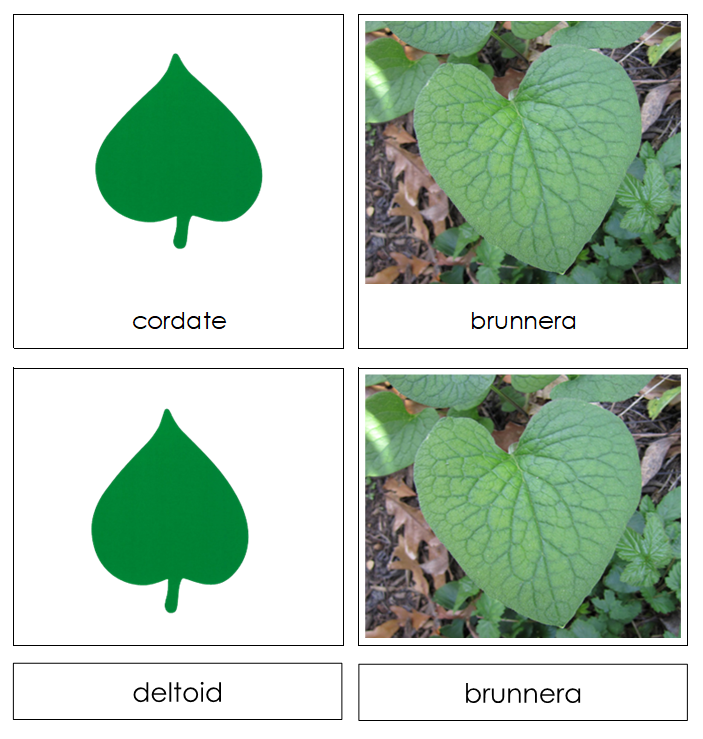 Types of Leaf Shapes & Leaves - Montessori Print Shop
