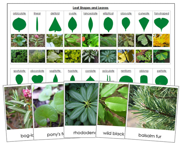 Types of Leaf Shapes & Leaves - Montessori Print Shop