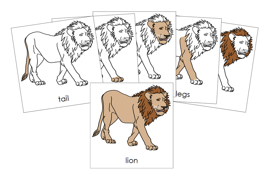 Lion Nomenclature Cards - Montessori Print Shop