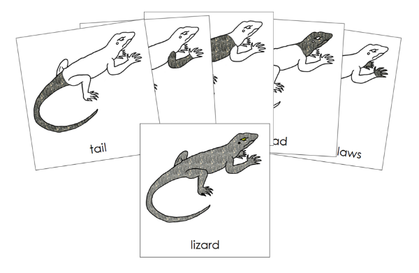 Lizard Nomenclature Cards - Montessori Print Shop