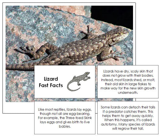 Lizard Fast Fact Cards - Montessori Print Shop