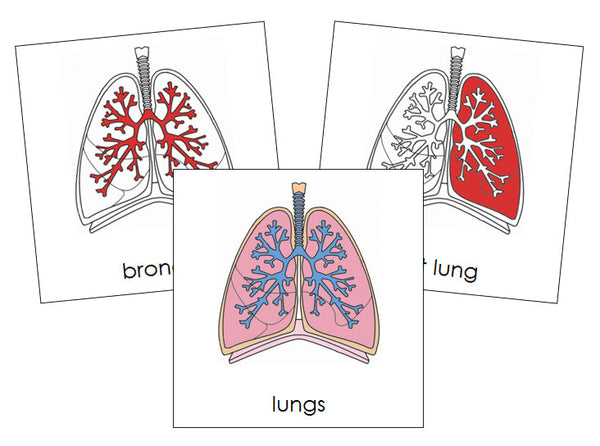 Parts of Human Lungs Nomenclature Cards (red) - Montessori Print Shop ...