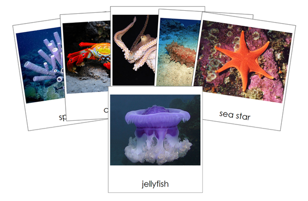 Marine Invertebrates - Montessori Print Shop Digital Download