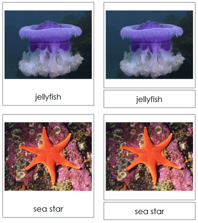 Marine Invertebrates - Montessori Print Shop Digital Download