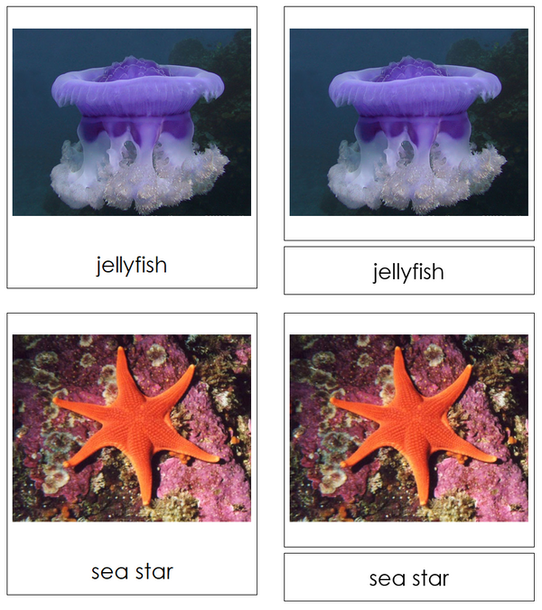 Marine Invertebrates - Montessori Print Shop Digital Download