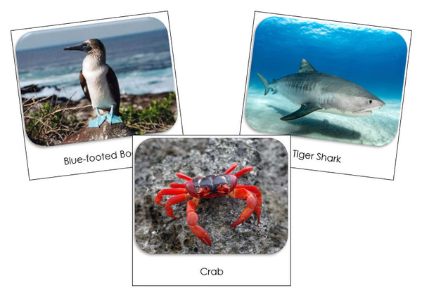 Pacific Safari Toob Cards - Montessori Print Shop