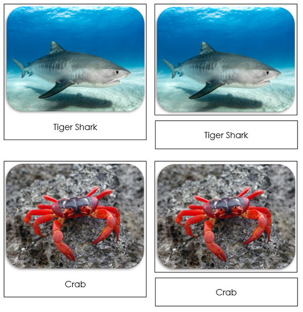 Pacific Safari Toob Cards - Montessori Print Shop