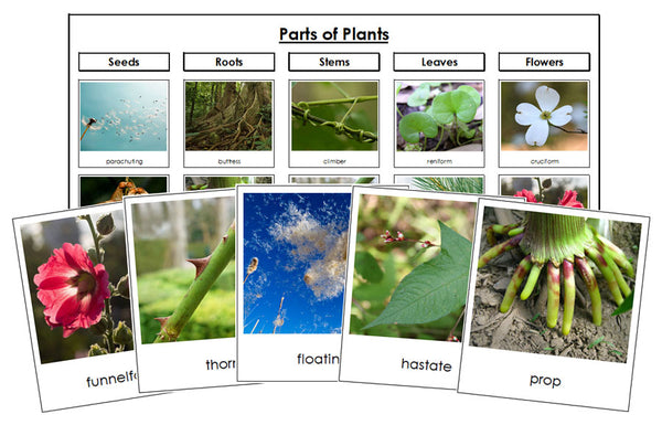 Parts of Plants Sorting - Montessori Print Shop Digital Download