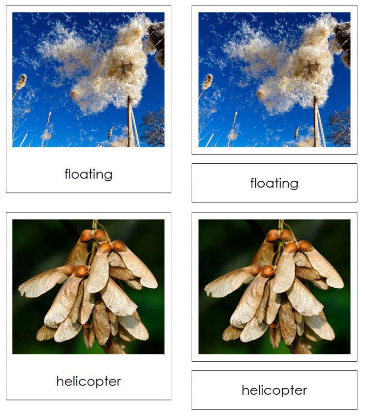 Parts of Plants Sorting - Montessori Print Shop Digital Download