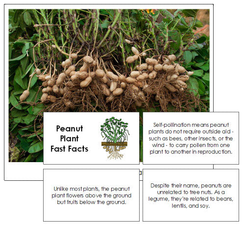 Peanut Plant Fast Fact Cards - Montessori Print Shop