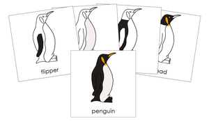 Penguin Nomenclature Cards - Montessori Print Shop