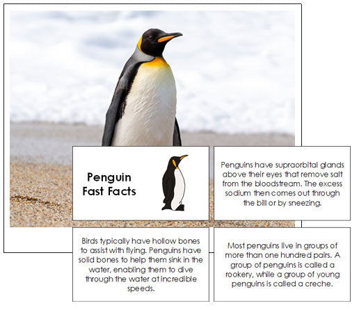 Physical Features Of A Penguin