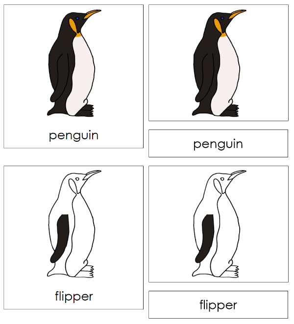 Penguin Nomenclature Cards - Montessori Print Shop