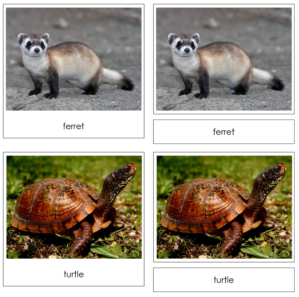Pets Safari Toob Cards - Montessori Print Shop Digital Download