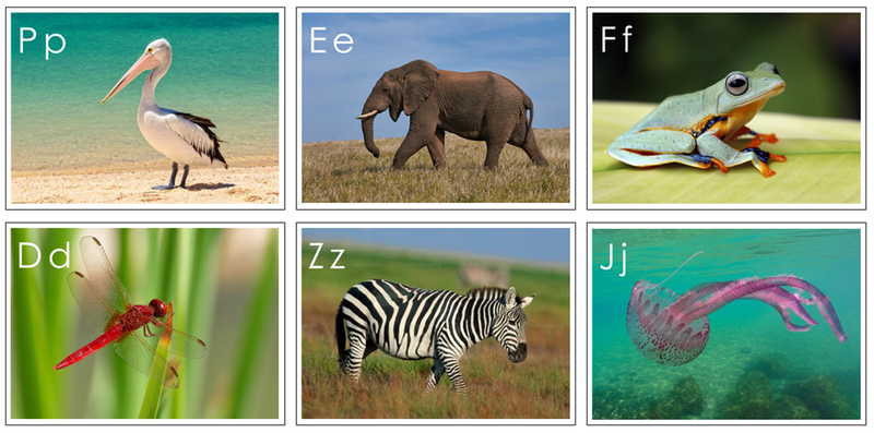 Phonetic Animal Alphabet Cards - Montessori Print Shop