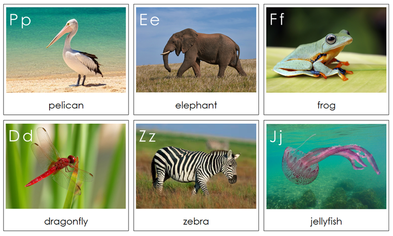 Phonetic Animal Alphabet Cards - Montessori Print Shop Digital Download