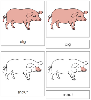 Parts of a Pig Nomenclature Cards - Montessori Digital Download ...