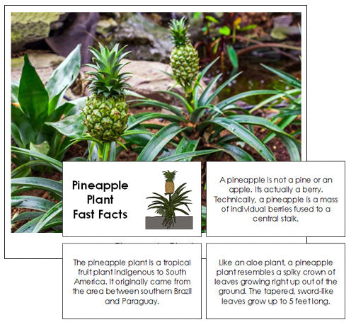 Pineapple Plant Fast Fact Cards - Montessori Print Shop - Montessori ...