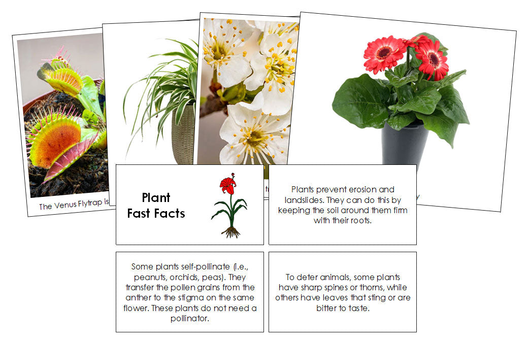 Plant Fast Facts & Pictures - Montessori Digital Download - Montessori ...