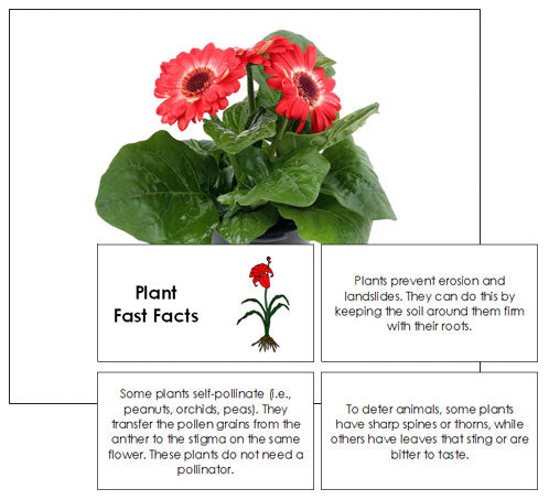 Plant Fast Fact Cards - Montessori Print Shop