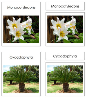 Plant Kingdom Cards - Montessori Print Shop Digital Download