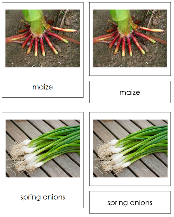 Types of Plant Roots - Montessori Print Shop Digital Download