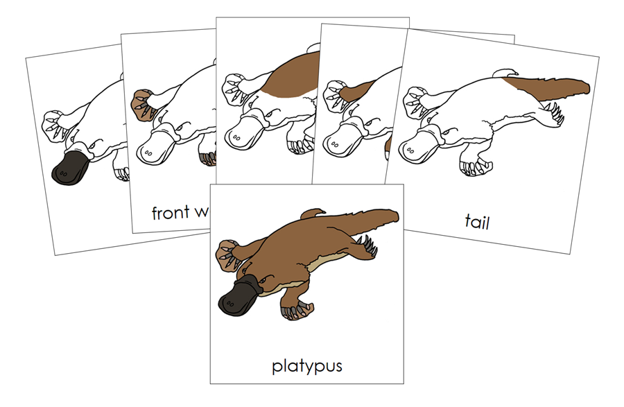 Platypus Nomenclature Cards - Montessori Print Shop