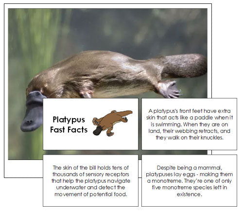 Platypus Food