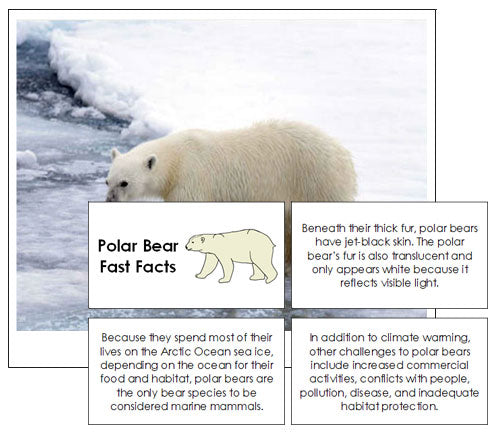 Polar Bear Fast Fact Cards - Montessori Print Shop