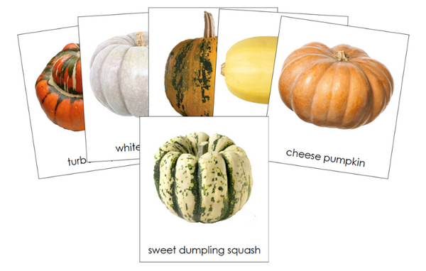 Pumpkins & Squash Classified Cards - Montessori Print Shop Digital Download