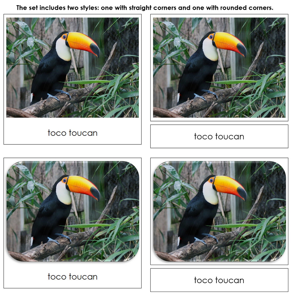 Rainforest Safari Toob Cards - Montessori Print Shop Digital Download