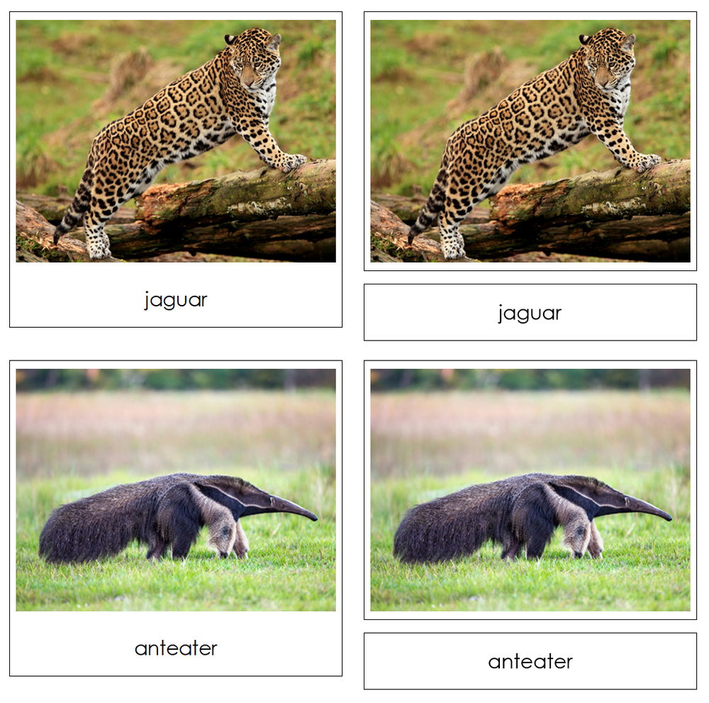 Rainforest Safari Toob Cards - Montessori Print Shop Digital Download
