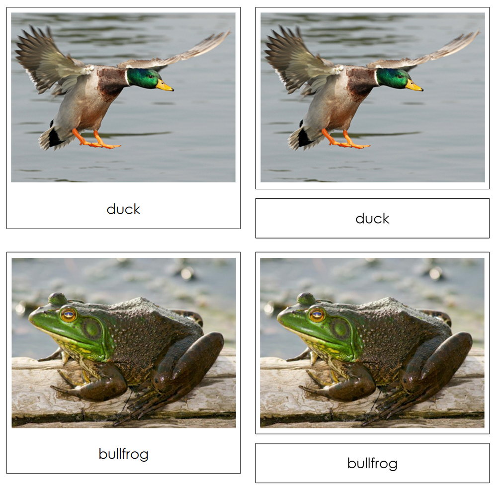 River Safari Toob Cards - Montessori Print Shop Digital Download