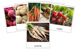 Types of Root Vegetables Classified Cards - Montessori Print Shop ...